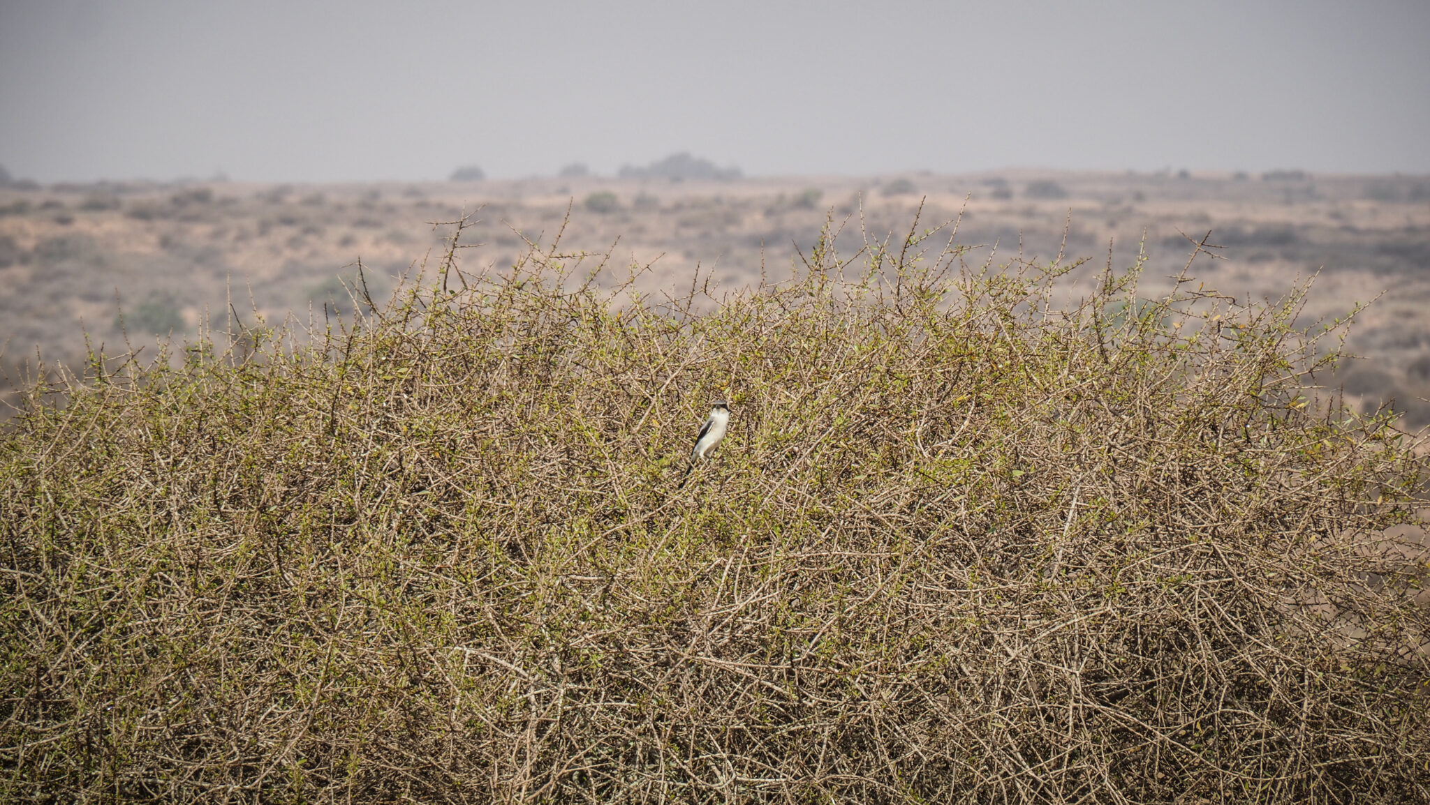 Travel guide to Souss-Massa National Park - Pin Your Footsteps - Travel ...