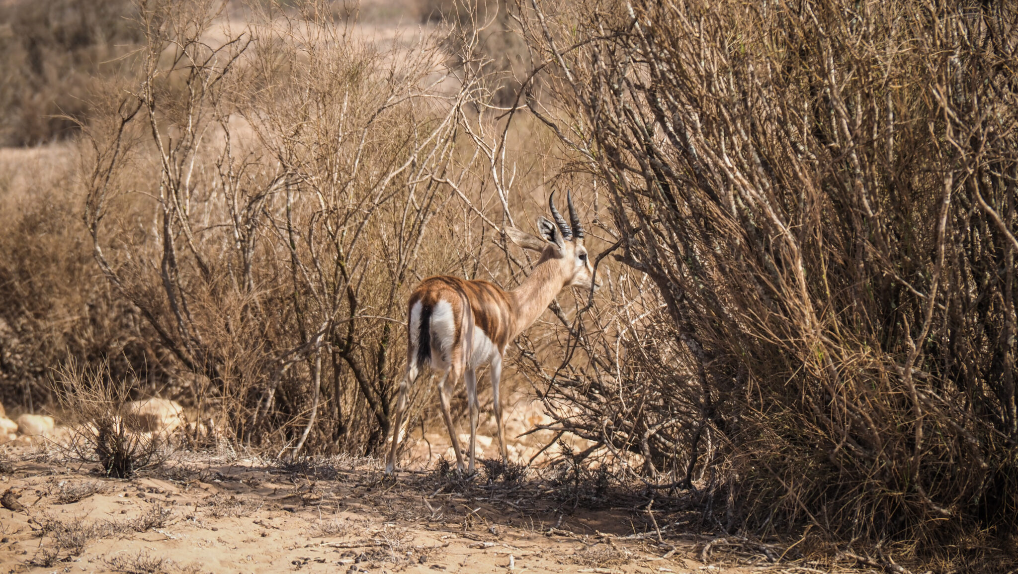 Travel guide to Souss-Massa National Park - Pin Your Footsteps - Travel ...