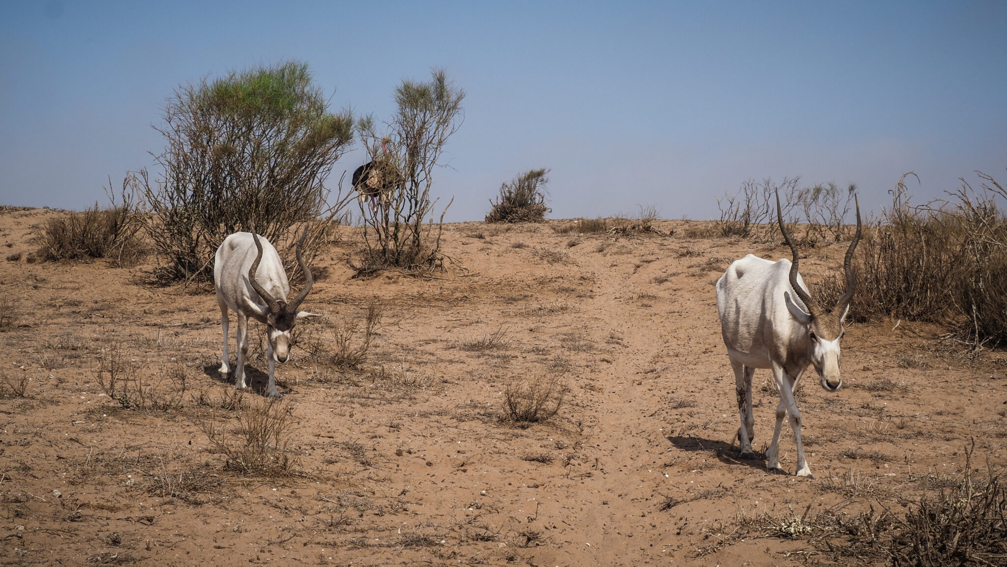 Travel guide to Souss-Massa National Park - Pin Your Footsteps - Travel ...