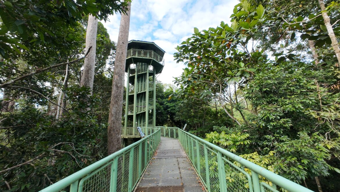 Sepilok: travel guide to orangutans, sun bears and rainforest - Pin ...