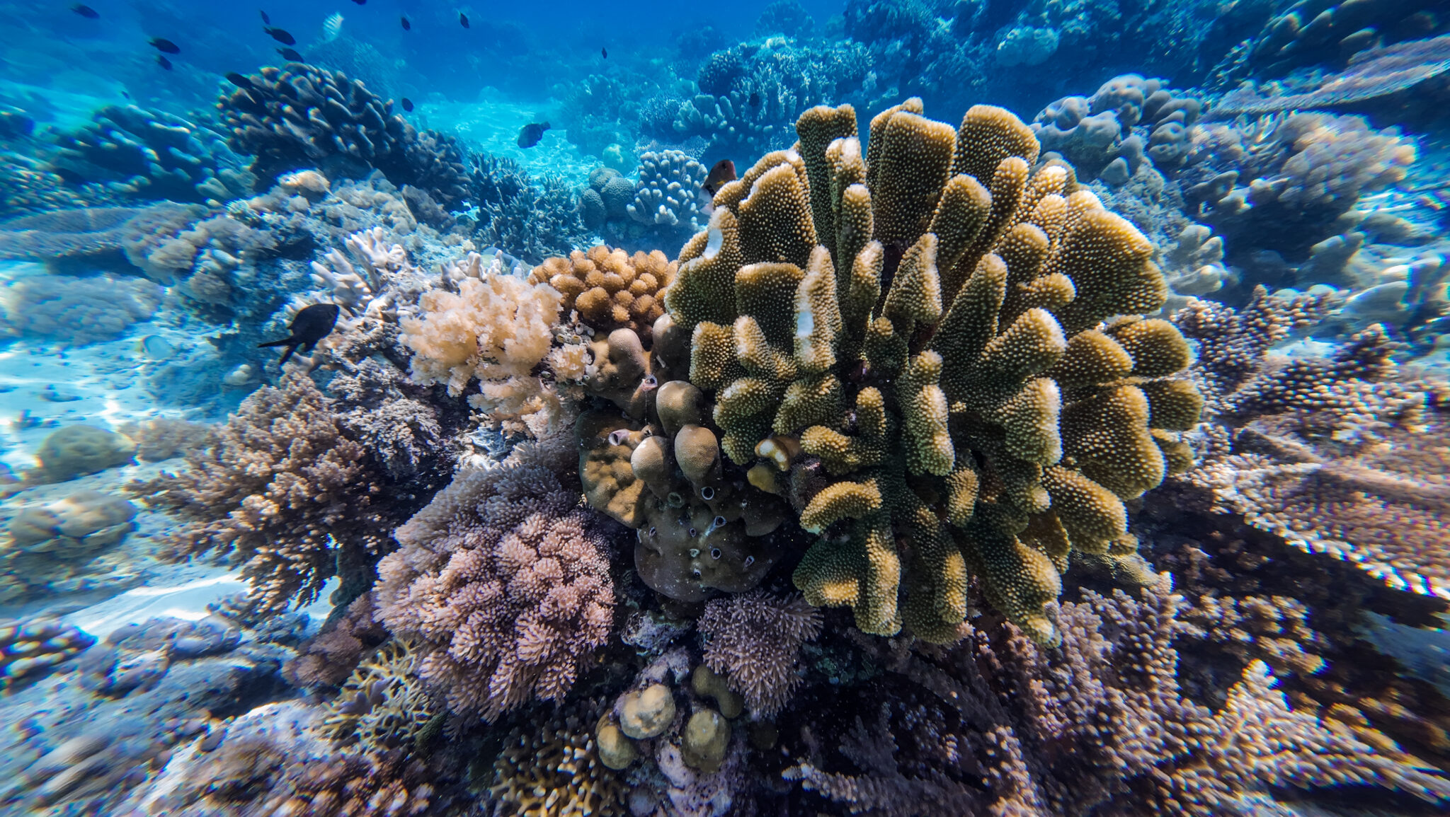 Semporna: island hopping and the best snorkelling in Sabah - Pin Your ...