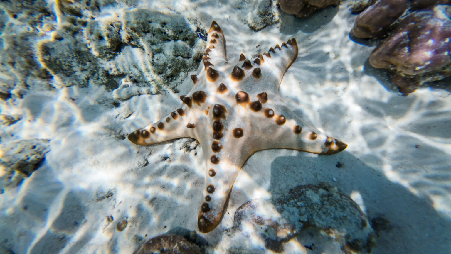 Semporna: island hopping and the best snorkelling in Sabah - Pin Your ...