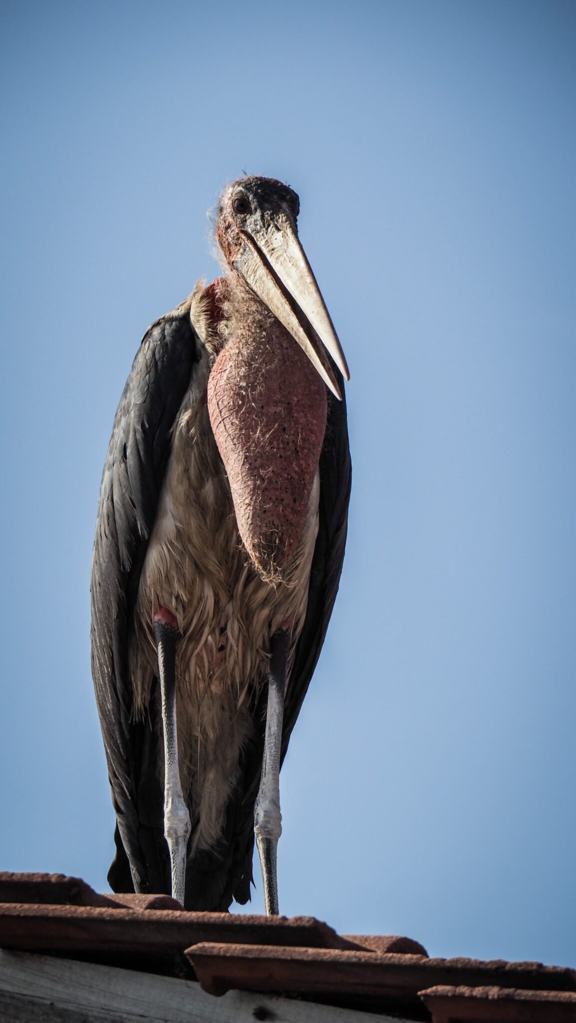 Mwanza: Travel Guide to Tanzania's Rock City