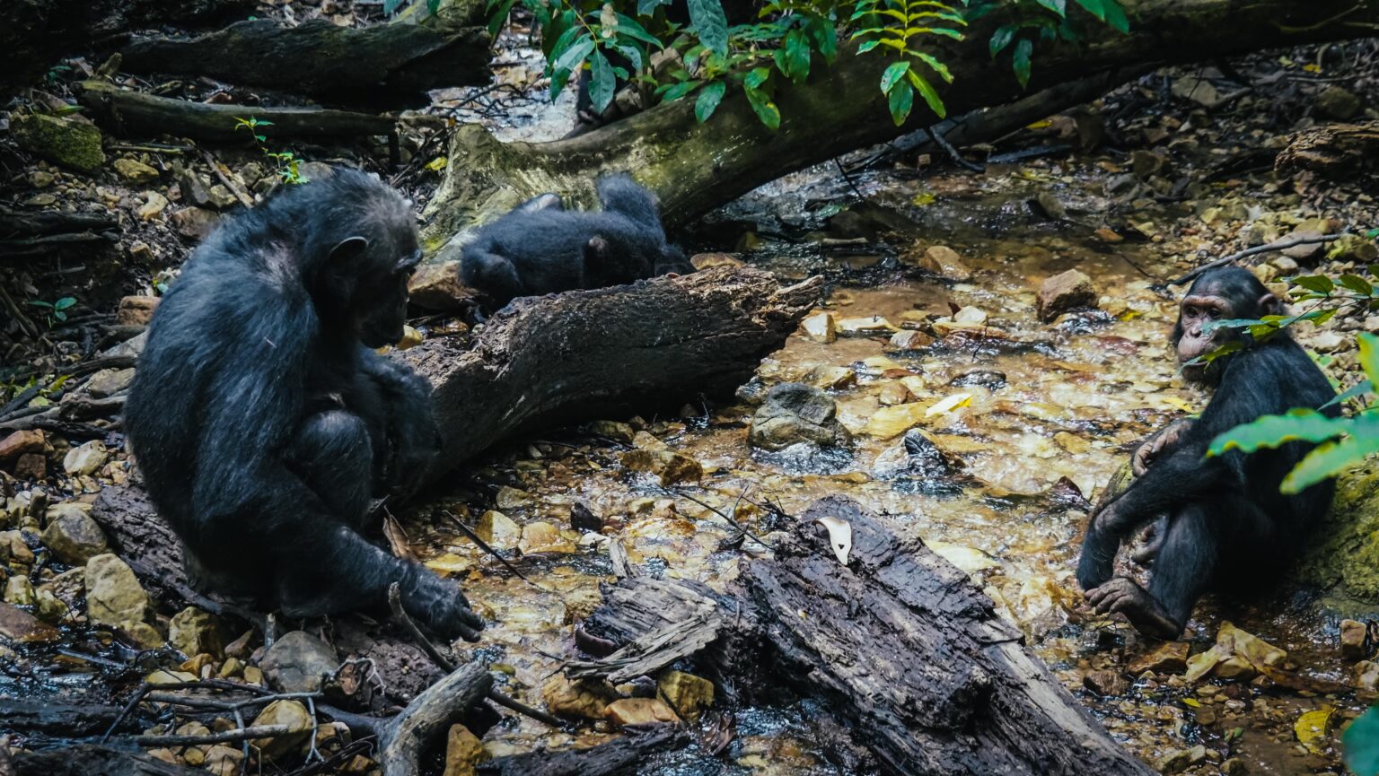 Gombe National Park: Walking with Chimps