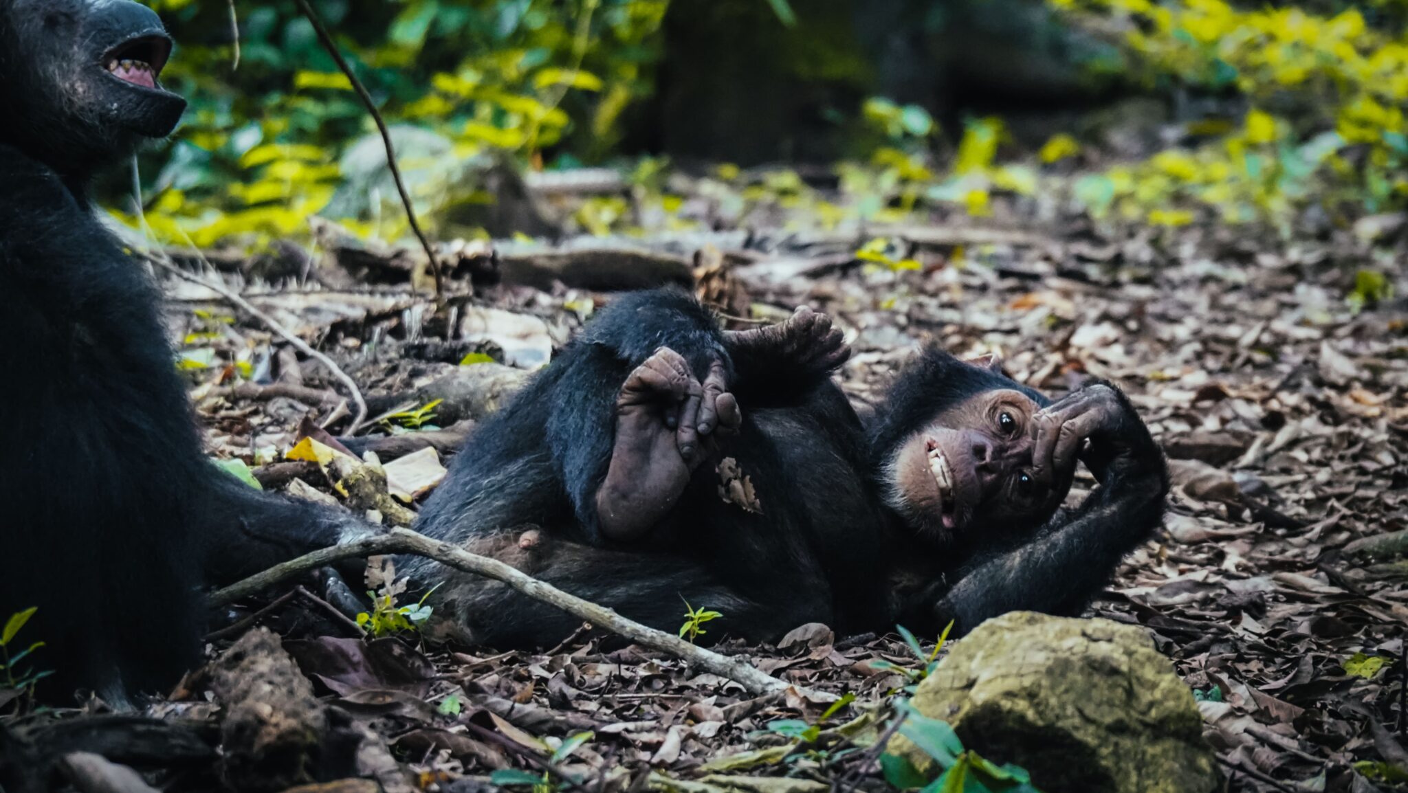 Gombe National Park: Walking with Chimps