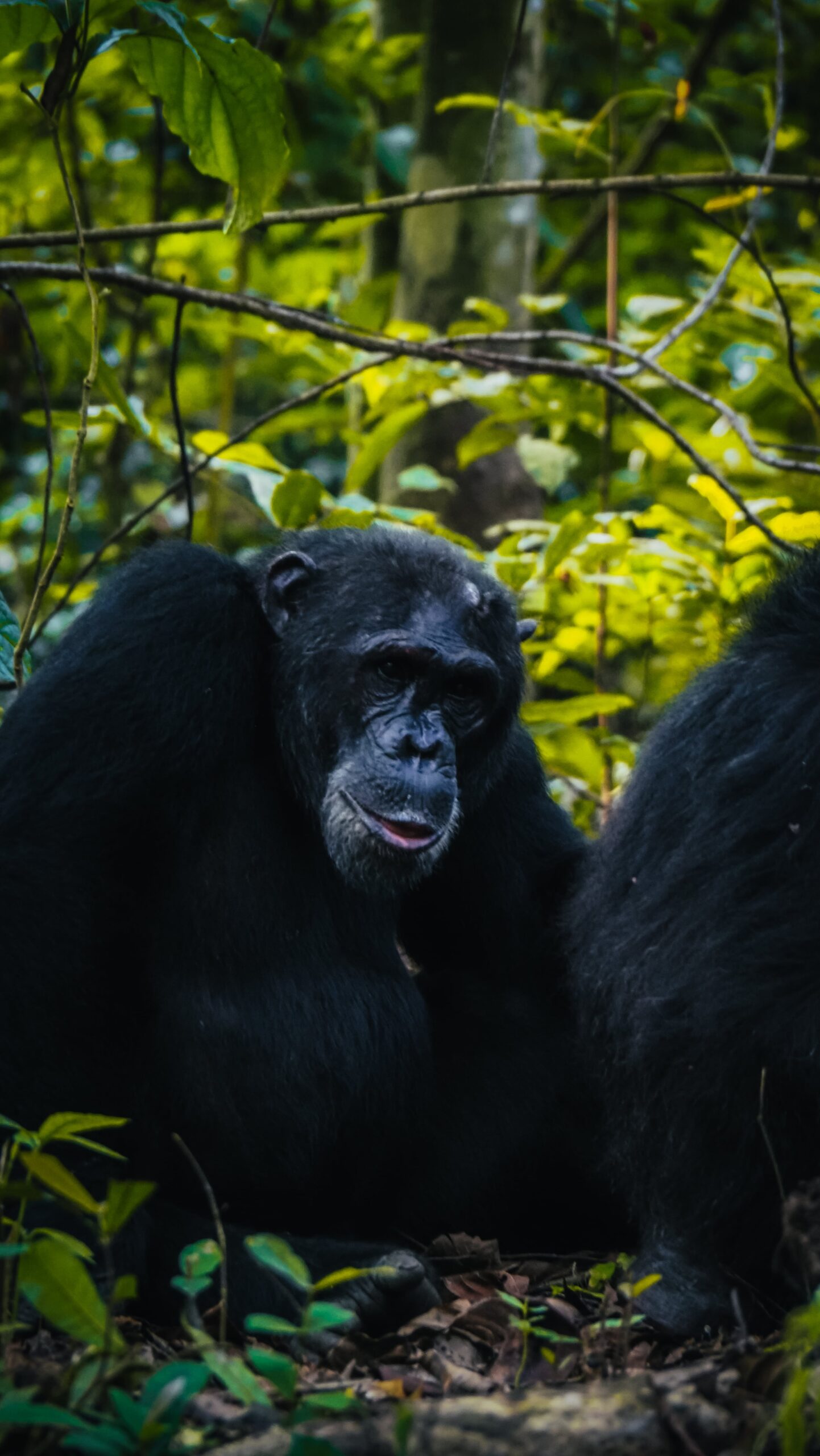 Gombe National Park: Walking with Chimps