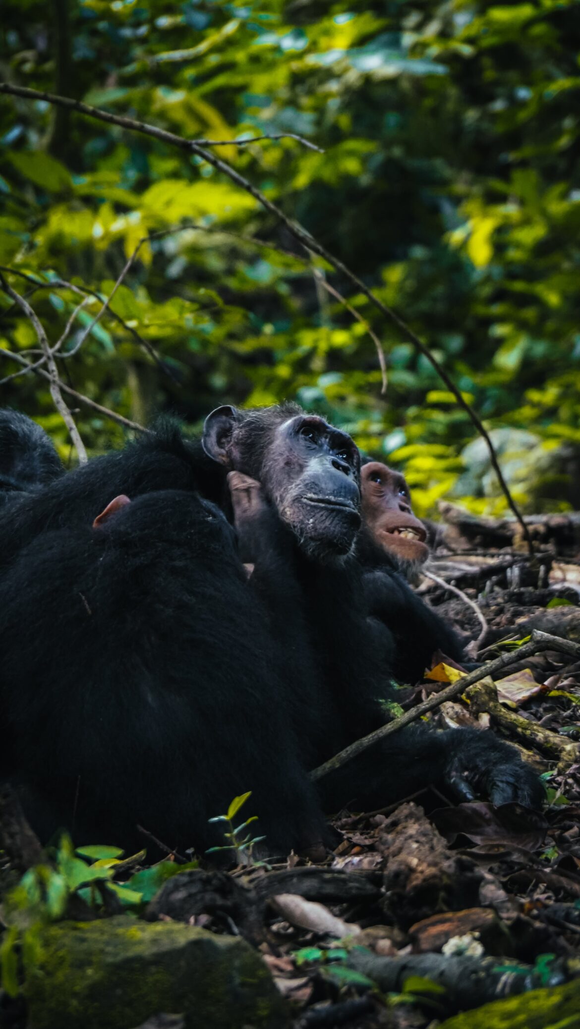 Gombe National Park: Walking with Chimps