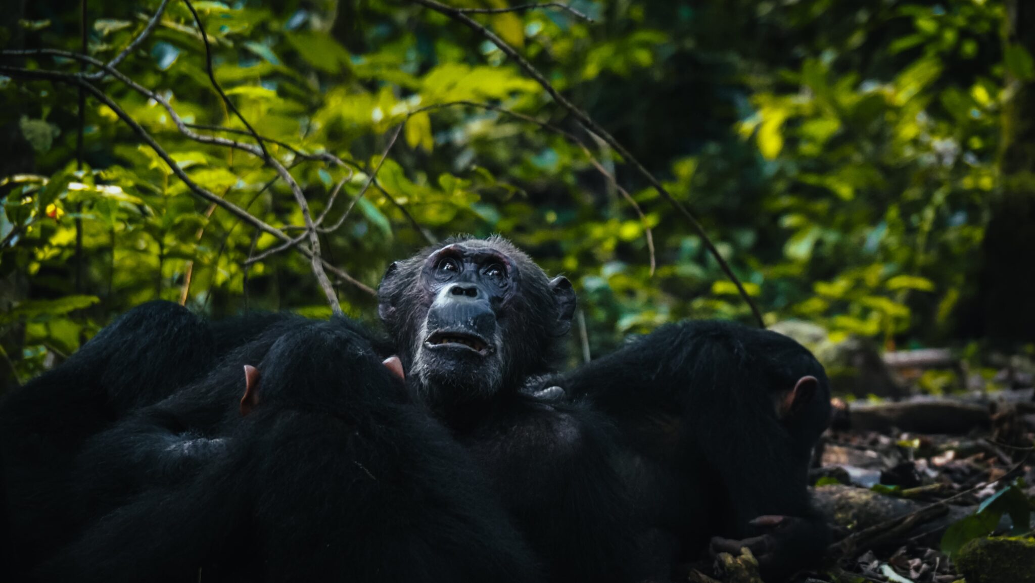Gombe National Park: Walking with Chimps