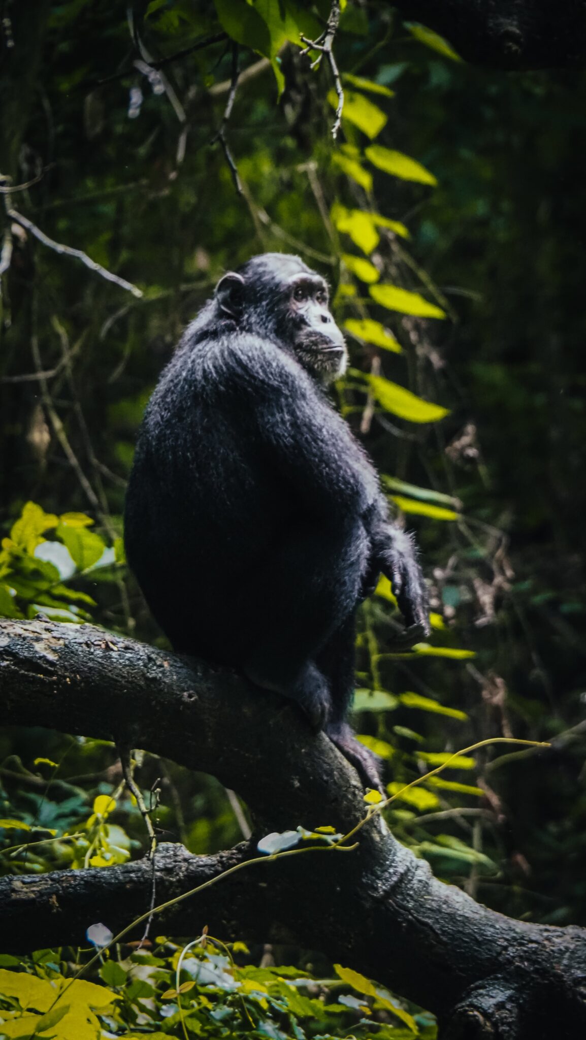 Gombe National Park: Walking with Chimps