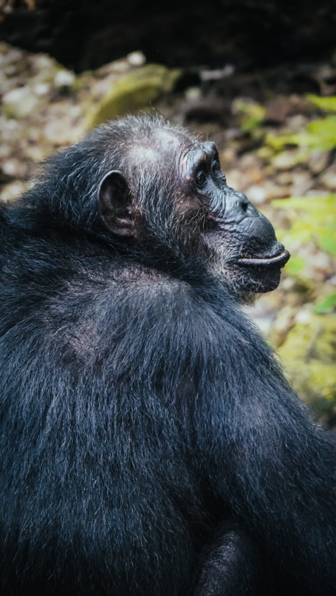 Gombe National Park: Walking with Chimps